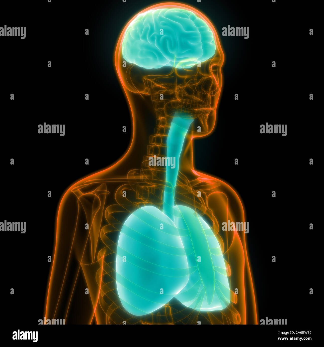 Human Internal Organs Brain with Respiratory System Anatomy Stock Photo ...