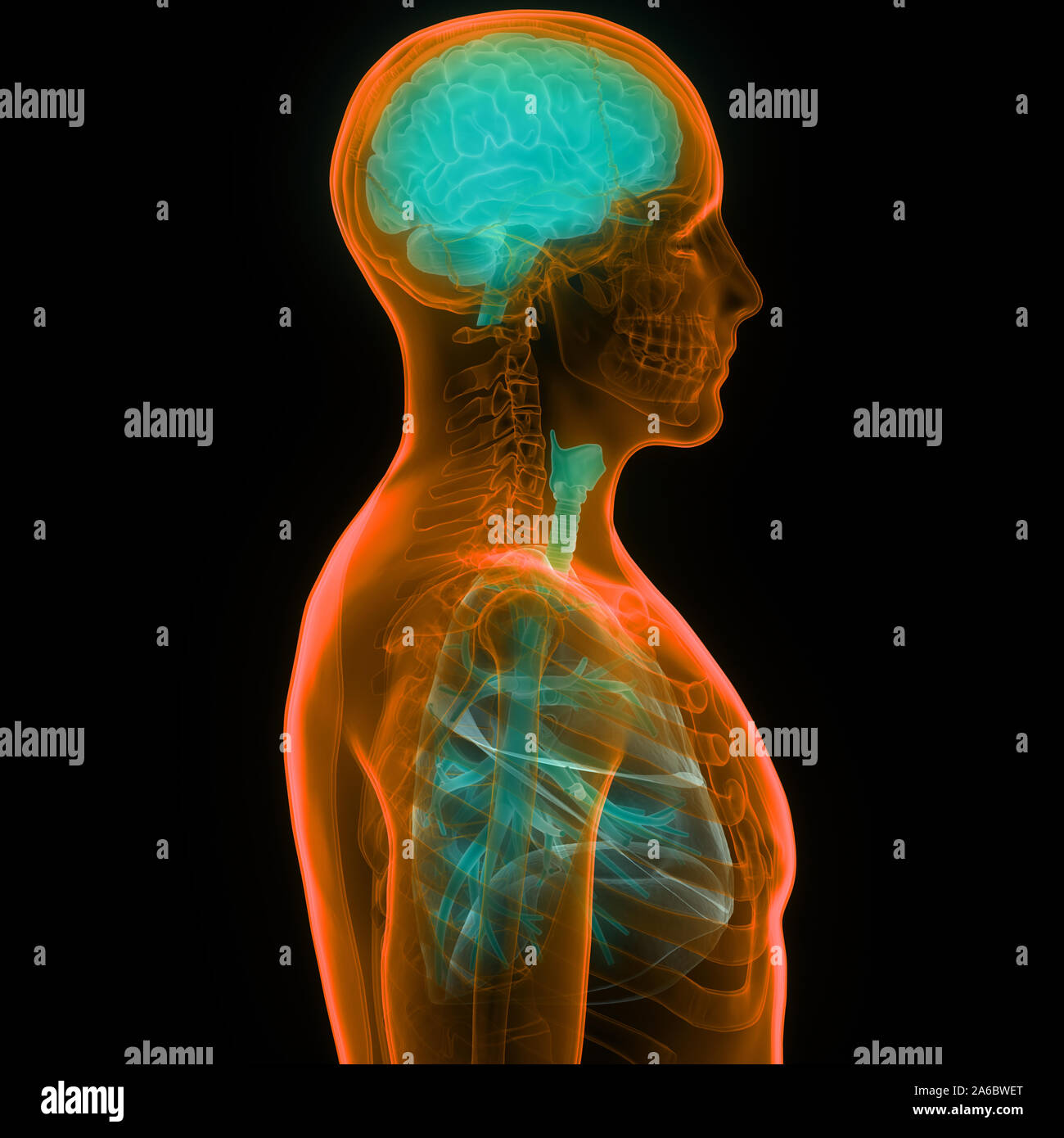 Human Internal Organs Brain with Respiratory System Anatomy Stock Photo ...