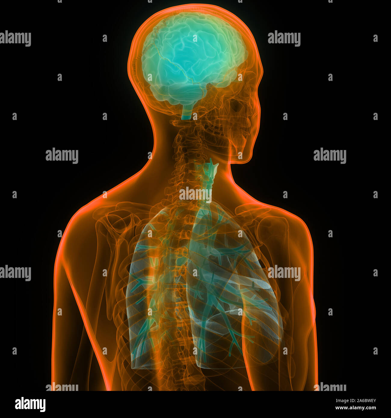 Human Internal Organs Brain with Respiratory System Anatomy Stock Photo ...