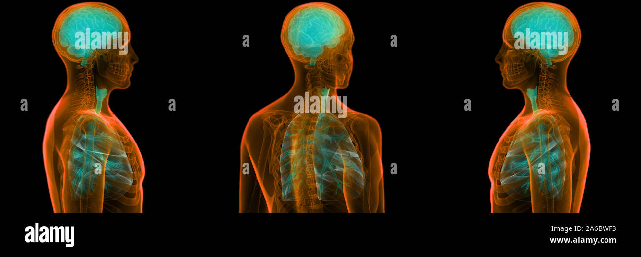 Human Internal Organs Brain with Respiratory System Anatomy Stock Photo ...
