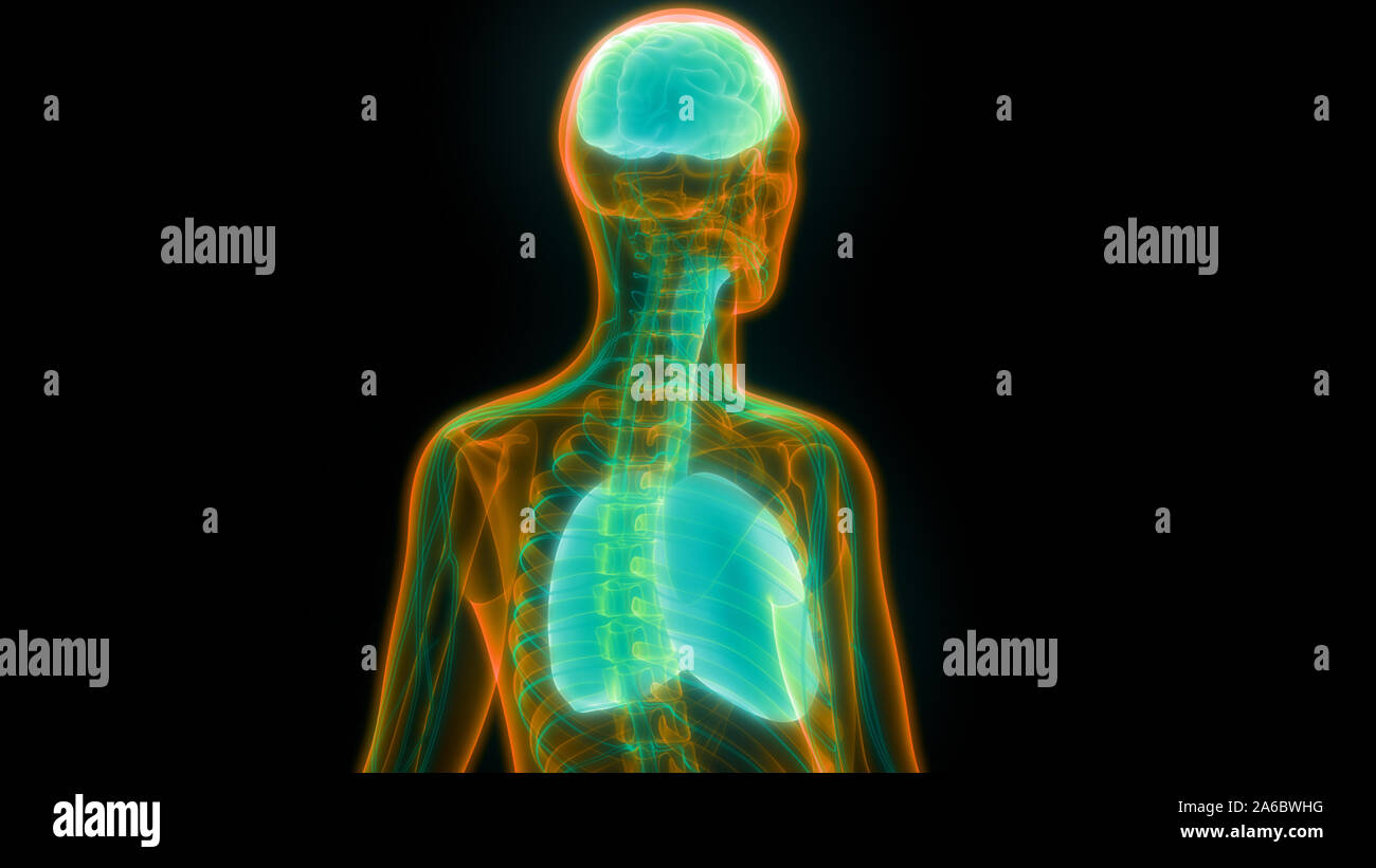 Human Internal Organs Brain with Respiratory System Anatomy Stock Photo ...