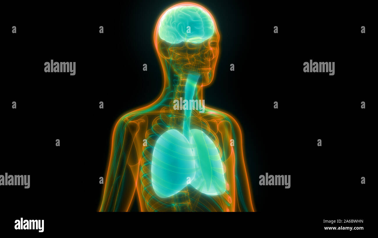 Human Internal Organs Brain with Respiratory System Anatomy Stock Photo ...
