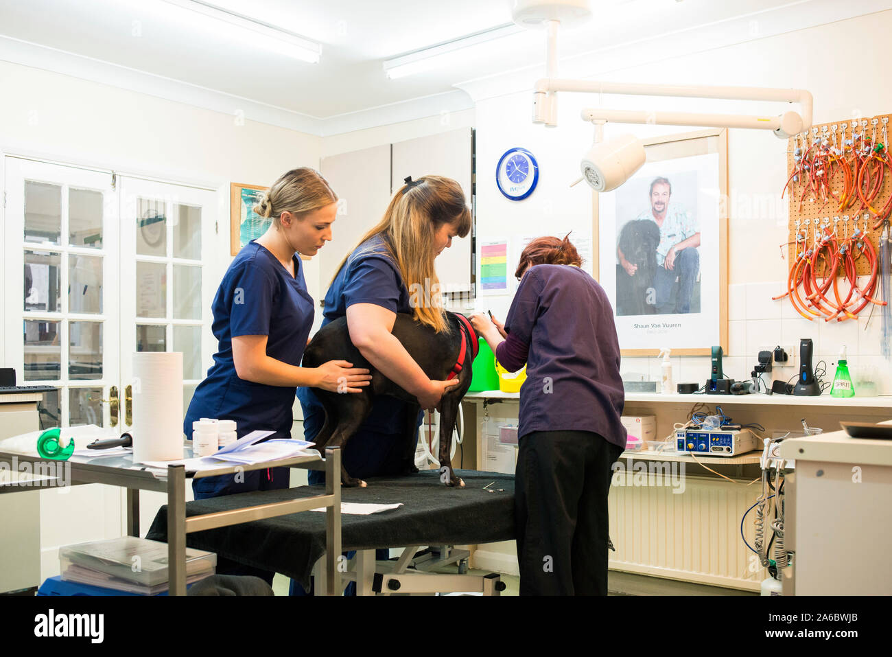 Local vets treat a dog in their surgery Stock Photo - Alamy