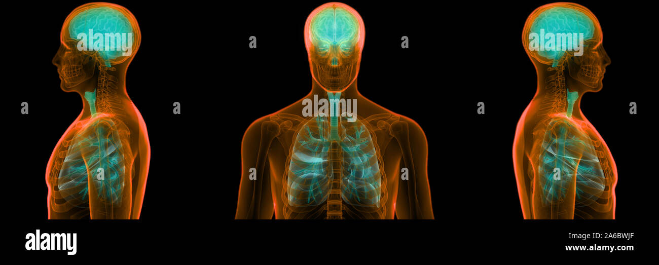 Human Internal Organs Brain with Respiratory System Anatomy Stock Photo ...