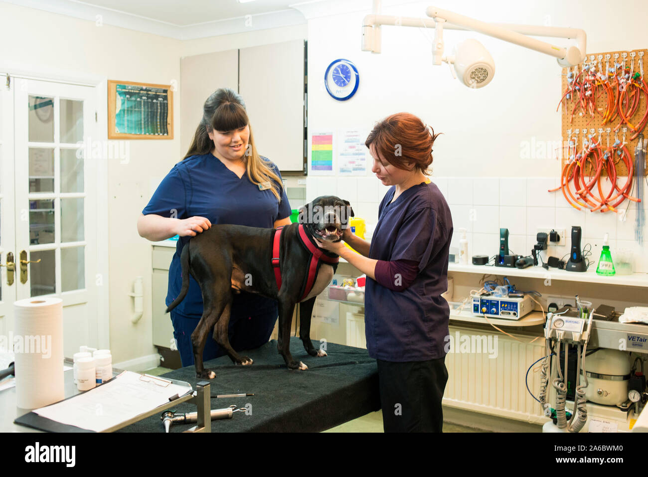 Local vets treat a dog in their surgery Stock Photo - Alamy