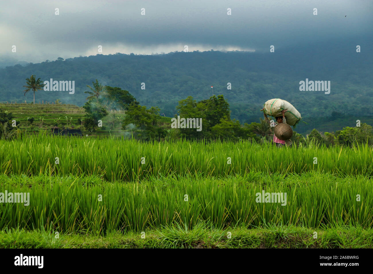 Rice harvesting in rice fields in Bali island, Indonesia, Jatiluwih ...