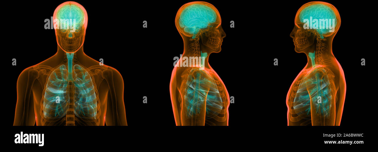 Human Internal Organs Brain with Respiratory System Anatomy Stock Photo ...