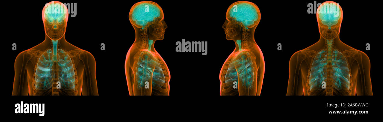 Human Internal Organs Brain with Respiratory System Anatomy Stock Photo ...