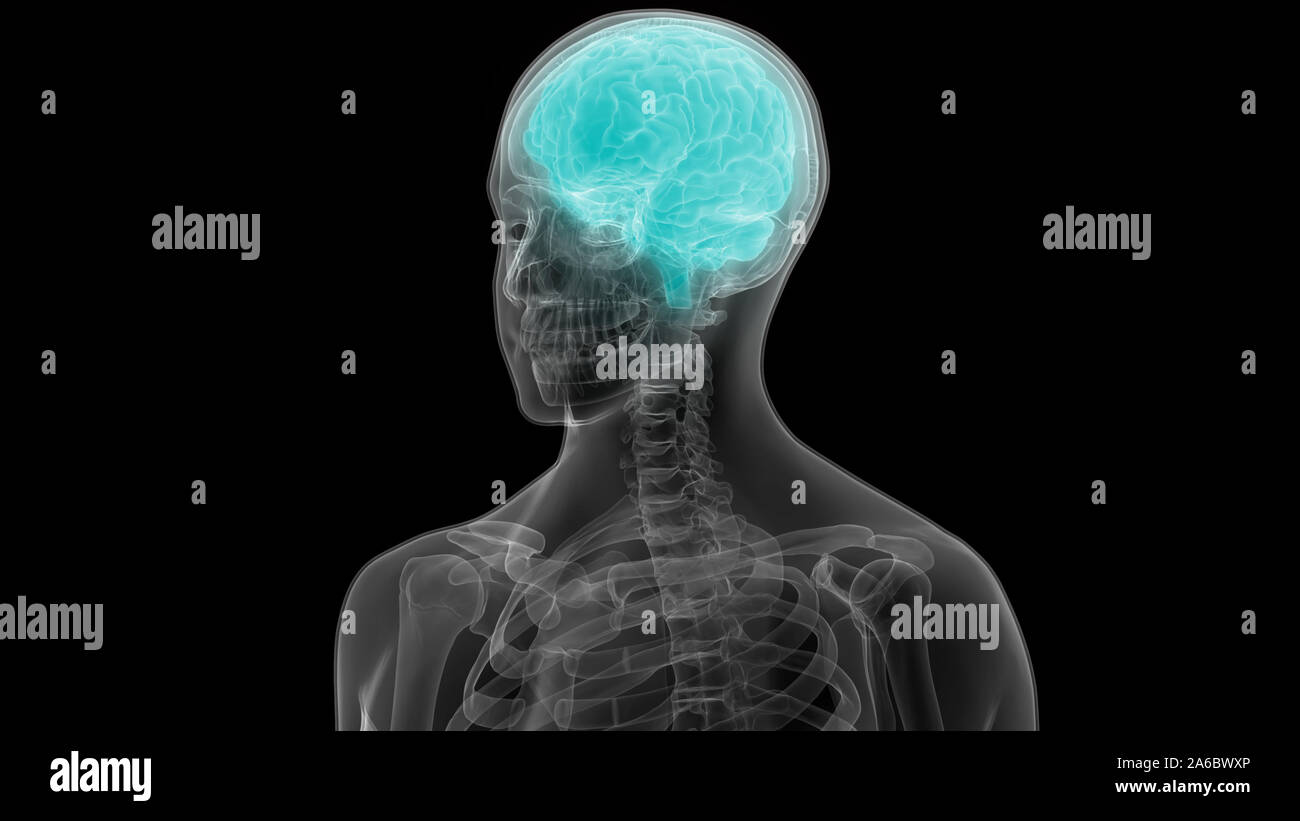 Central Organ of Human Nervous System Brain Anatomy Stock Photo - Alamy
