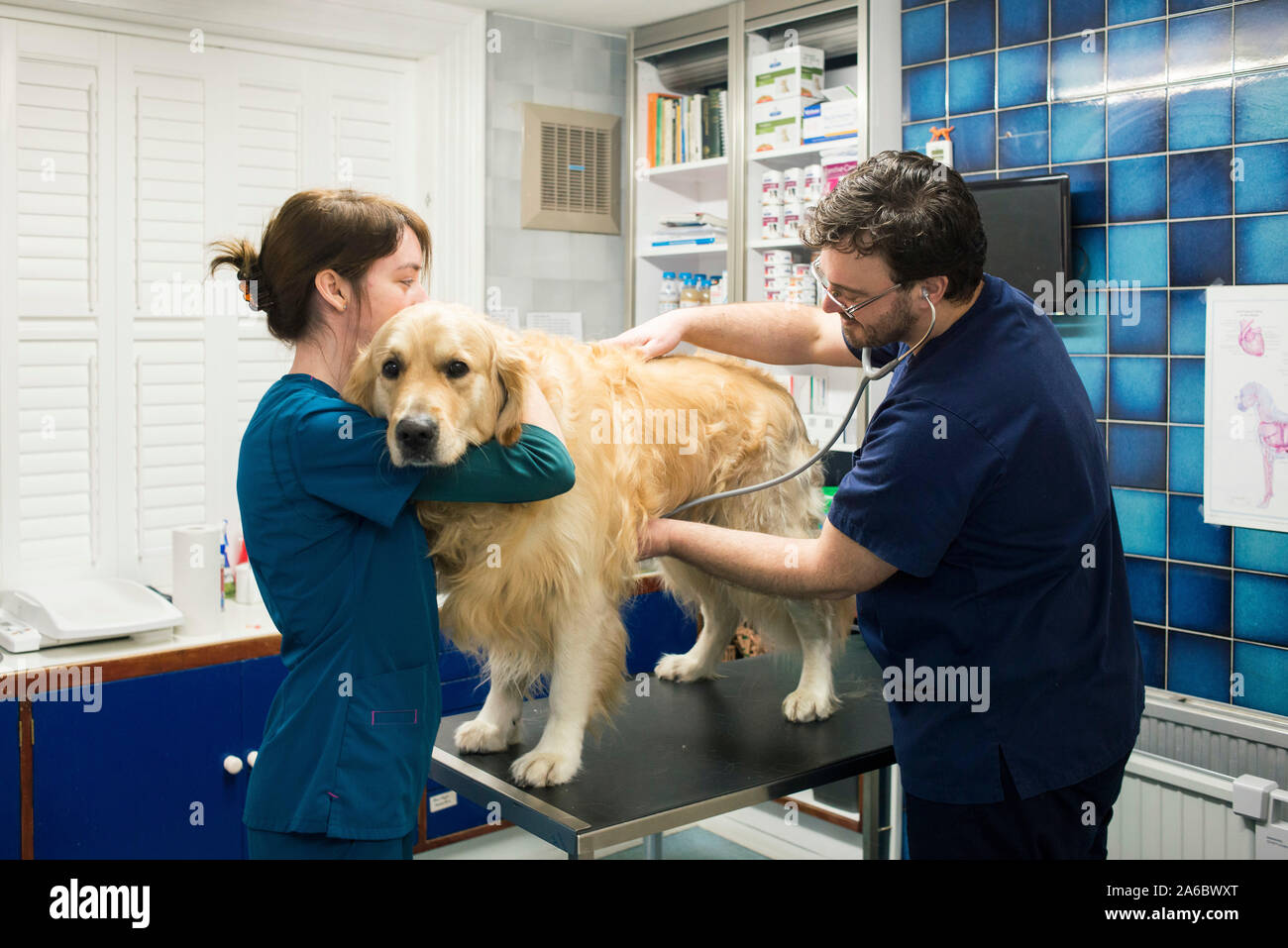 Local vets treat a dog in their surgery Stock Photo - Alamy
