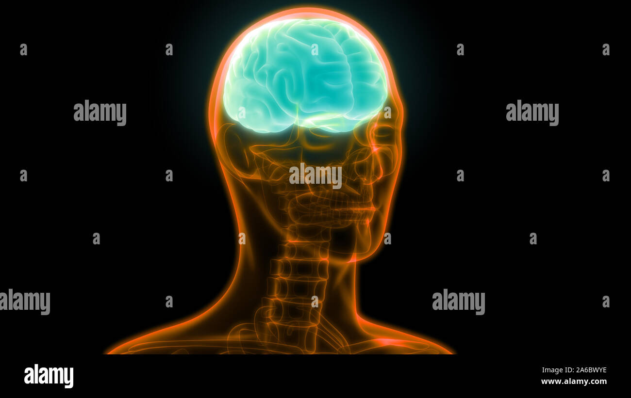 Central Organ of Human Nervous System Brain Anatomy Stock Photo - Alamy