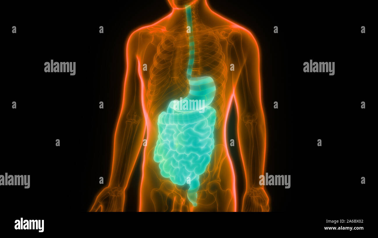Human Internal Organs Digestive System Anatomy Stock Photo - Alamy