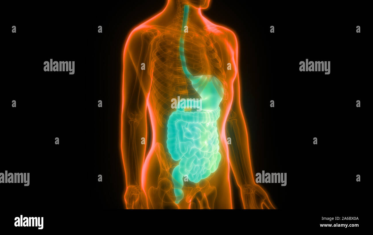 Human Internal Organs Digestive System Anatomy Stock Photo - Alamy
