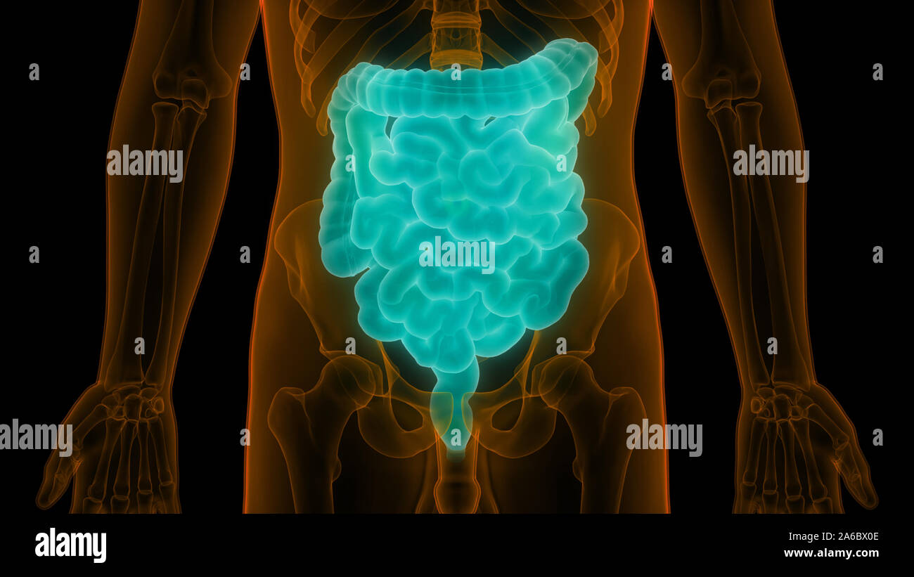 Human Internal Organs Digestive System Anatomy Stock Photo - Alamy