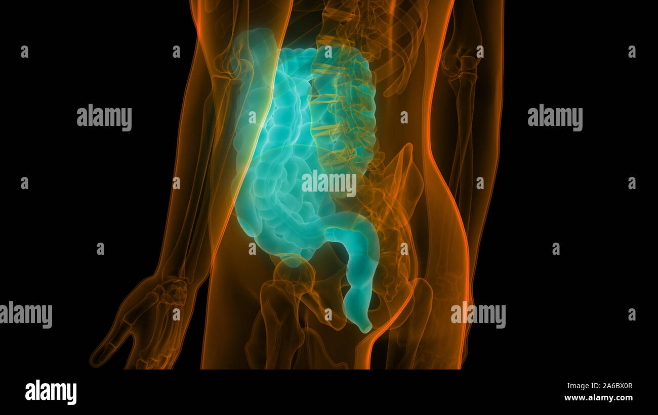 Human Internal Organs Digestive System Anatomy Stock Photo - Alamy