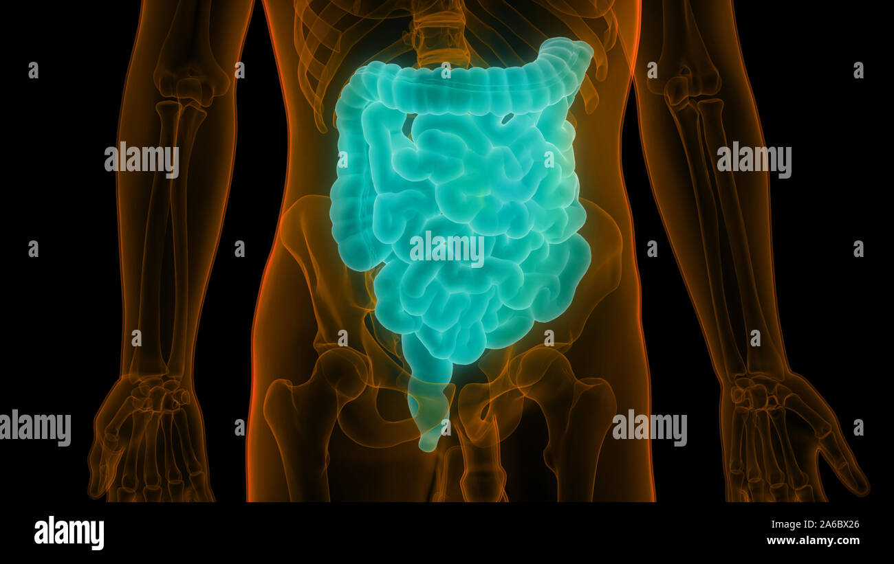 Human Internal Organs Digestive System Anatomy Stock Photo - Alamy