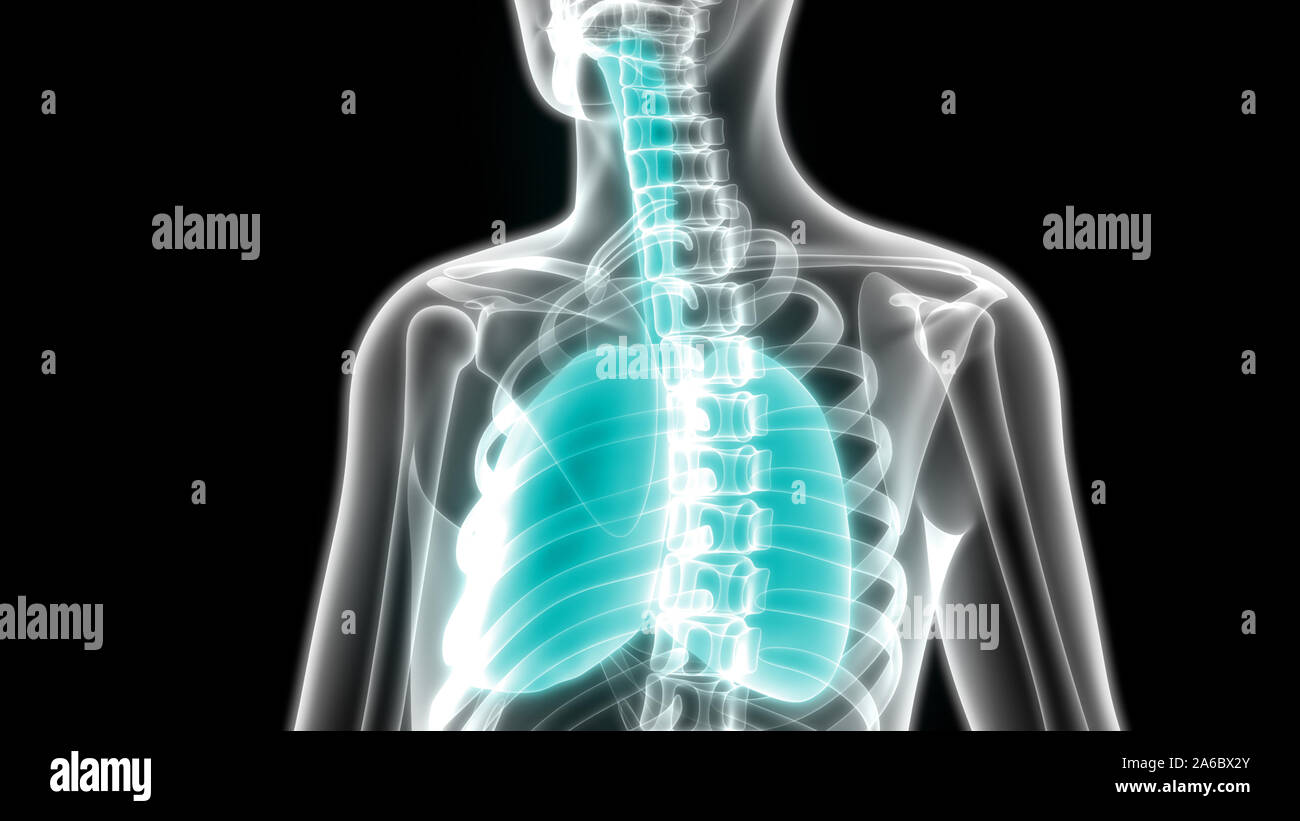 Human Respiratory System Lungs Anatomy Stock Photo - Alamy