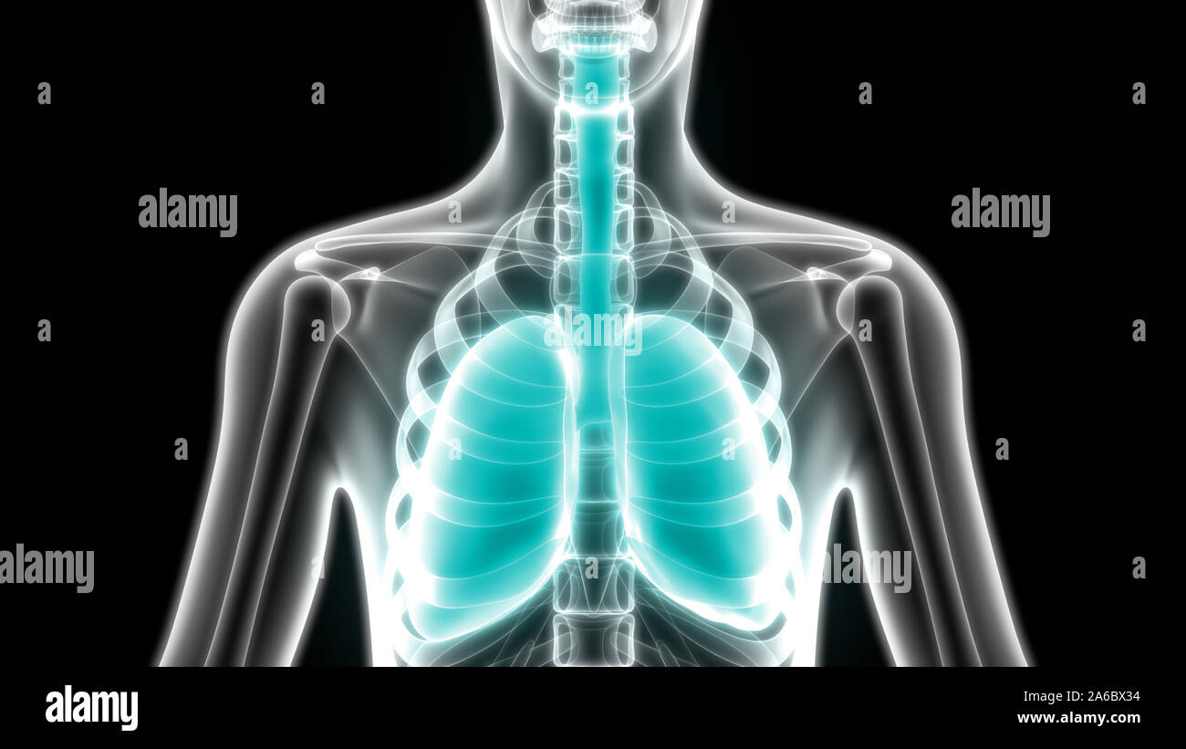 Human Respiratory System Lungs Anatomy Stock Photo - Alamy