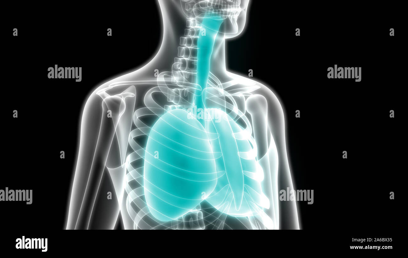 Human Respiratory System Lungs Anatomy Stock Photo - Alamy