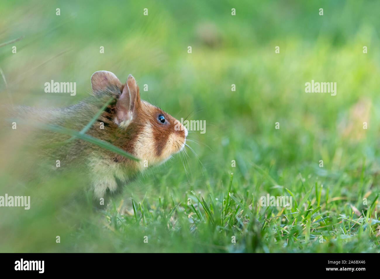 Eurasian hamster hi-res stock photography and images - Alamy