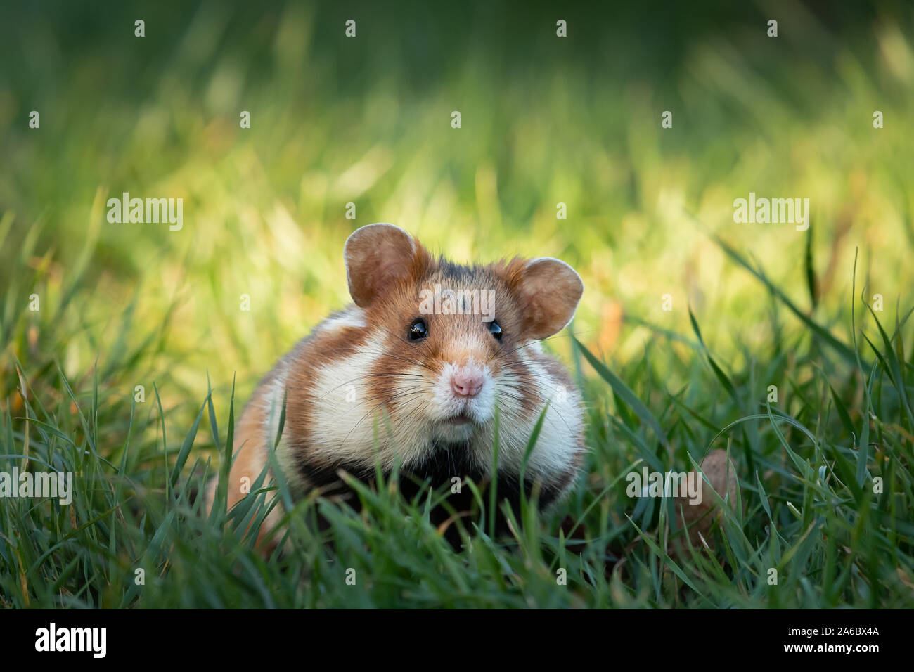 Black bellied hamster vienna hi-res stock photography and images - Alamy