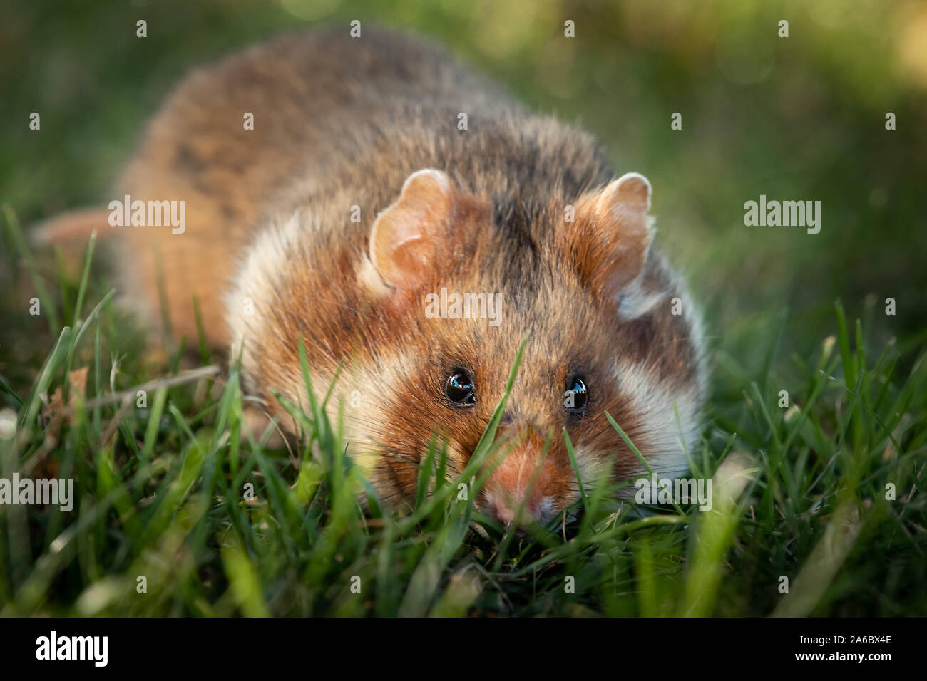 Black bellied hamster vienna hi-res stock photography and images - Alamy