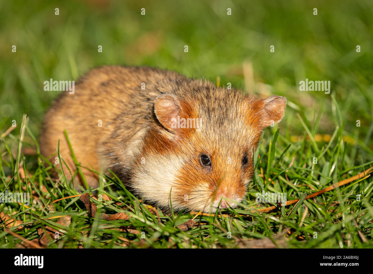 Black bellied hamster vienna hi-res stock photography and images - Alamy