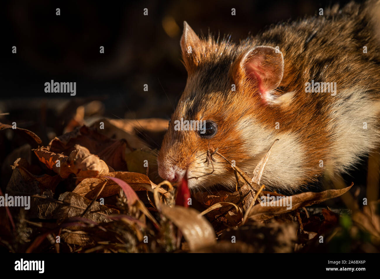 Common Hamster High Resolution Stock Photography and Images - Alamy
