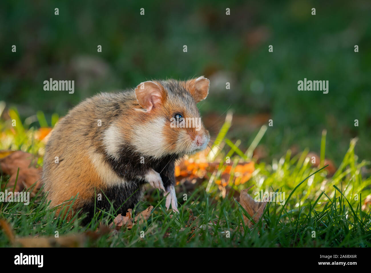 Eurasian Hamster High Resolution Stock Photography and Images - Alamy