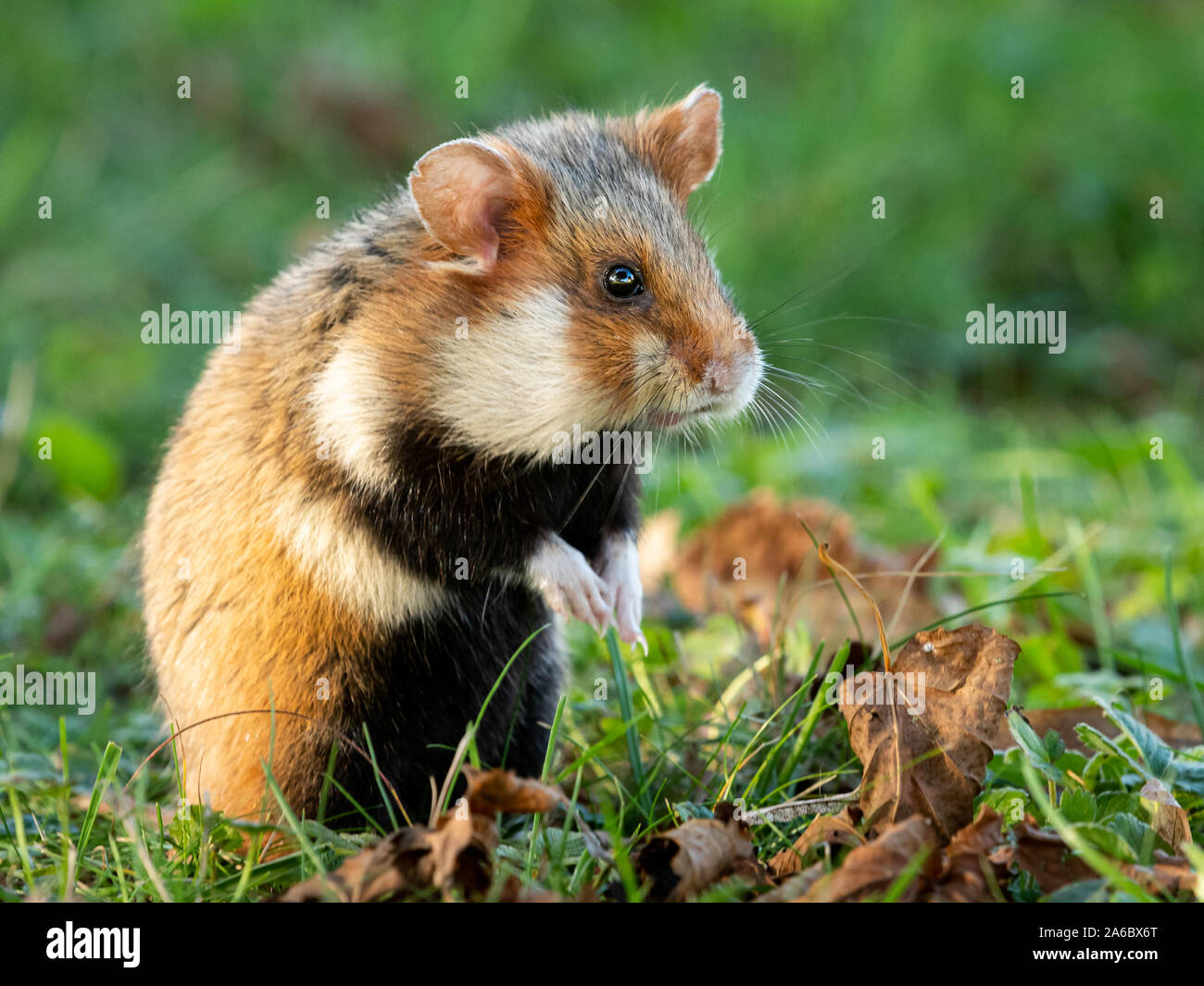 Black bellied hamster vienna hi-res stock photography and images - Alamy
