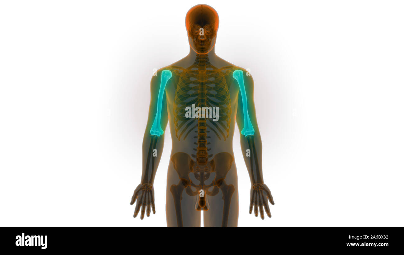 Human Skeleton System Bone Joints Anatomy Stock Photo - Alamy