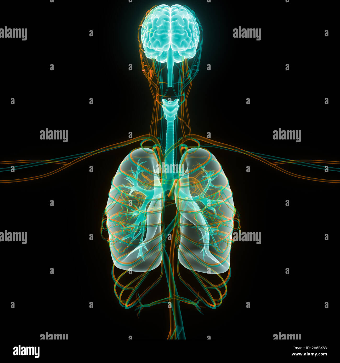 Human Internal Organs Brain with Respiratory System Anatomy Stock Photo ...