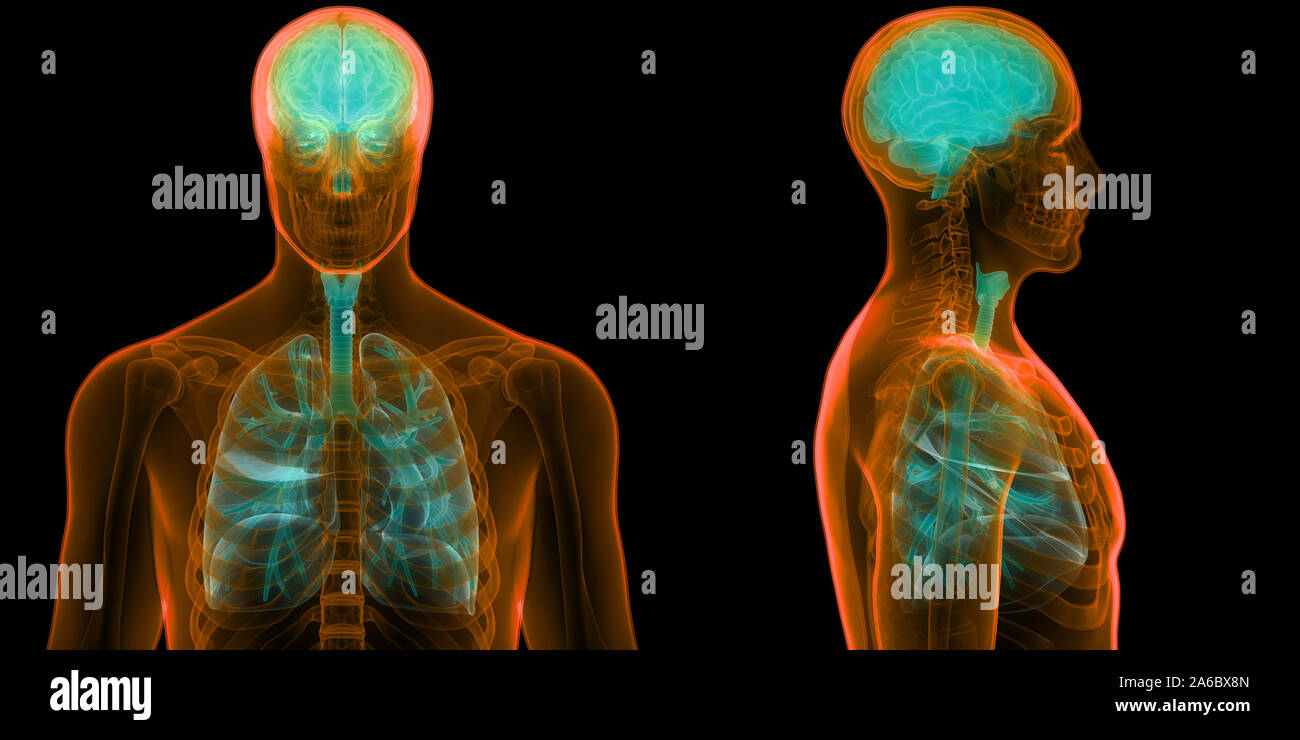 Human Internal Organs Brain with Respiratory System Anatomy Stock Photo ...