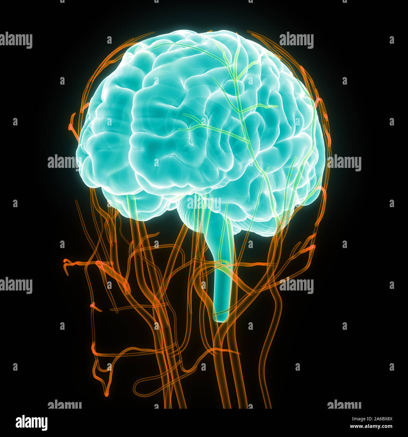Central Organ of Human Nervous System Brain Anatomy Stock Photo - Alamy