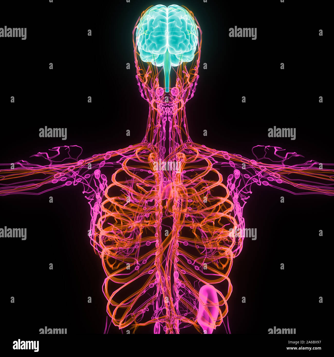 Central Organ of Human Nervous System Brain Anatomy Stock Photo - Alamy