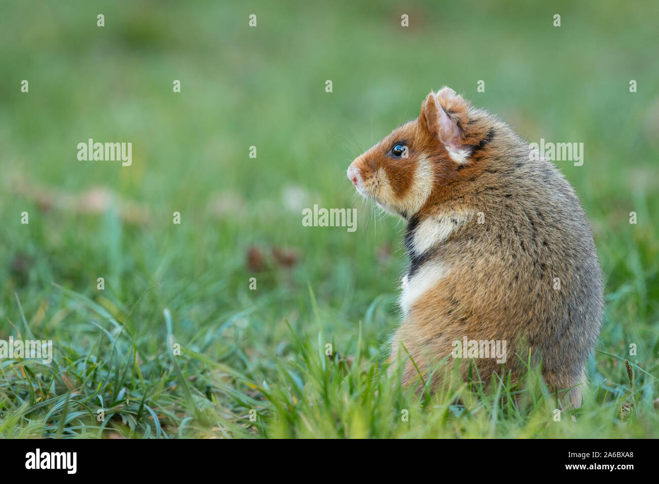 Eurasian hamster hi-res stock photography and images - Alamy
