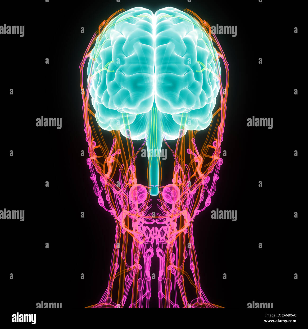 Central Organ of Human Nervous System Brain Anatomy Stock Photo - Alamy