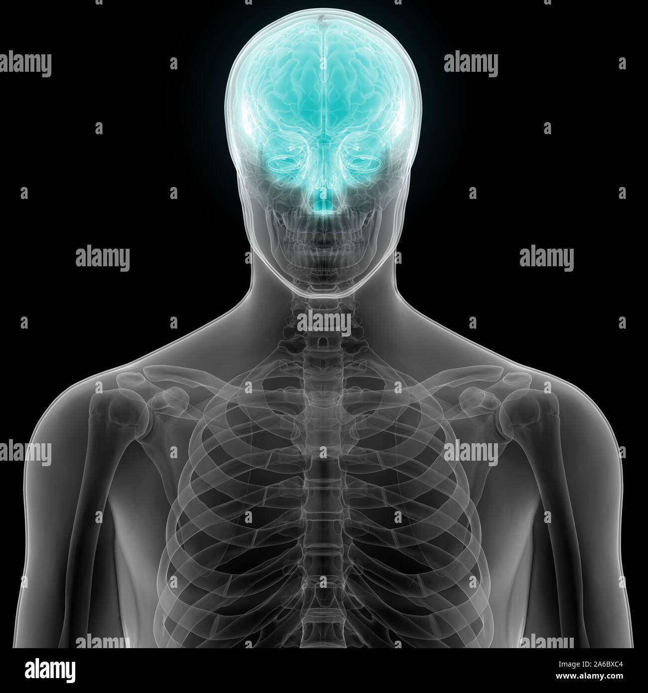 Central Organ of Human Nervous System Brain Anatomy Stock Photo - Alamy