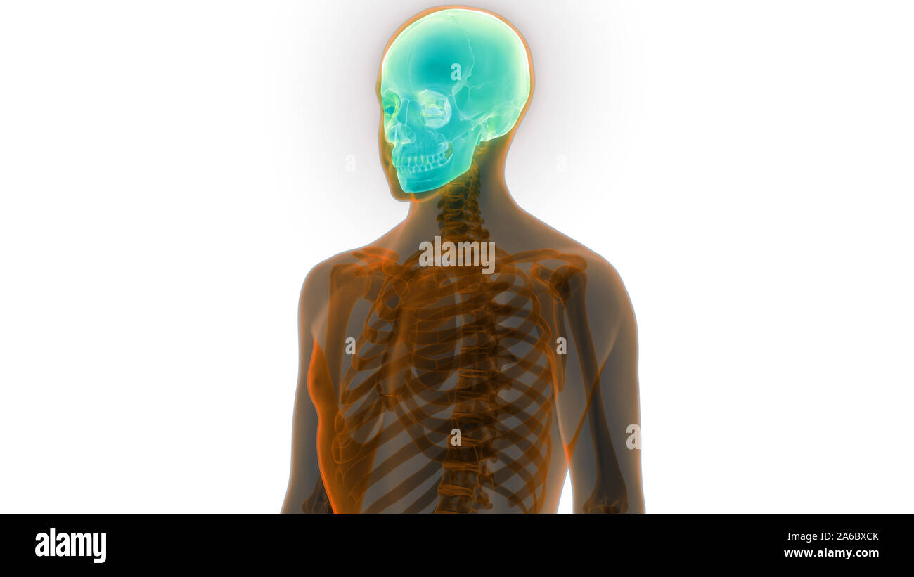 Human Skeleton System Skull Bone Joints Anatomy Stock Photo - Alamy