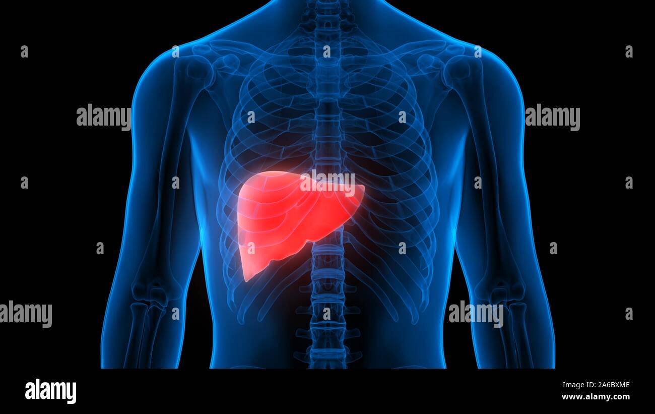 Human Internal Digestive Organ Liver Anatomy Stock Photo - Alamy