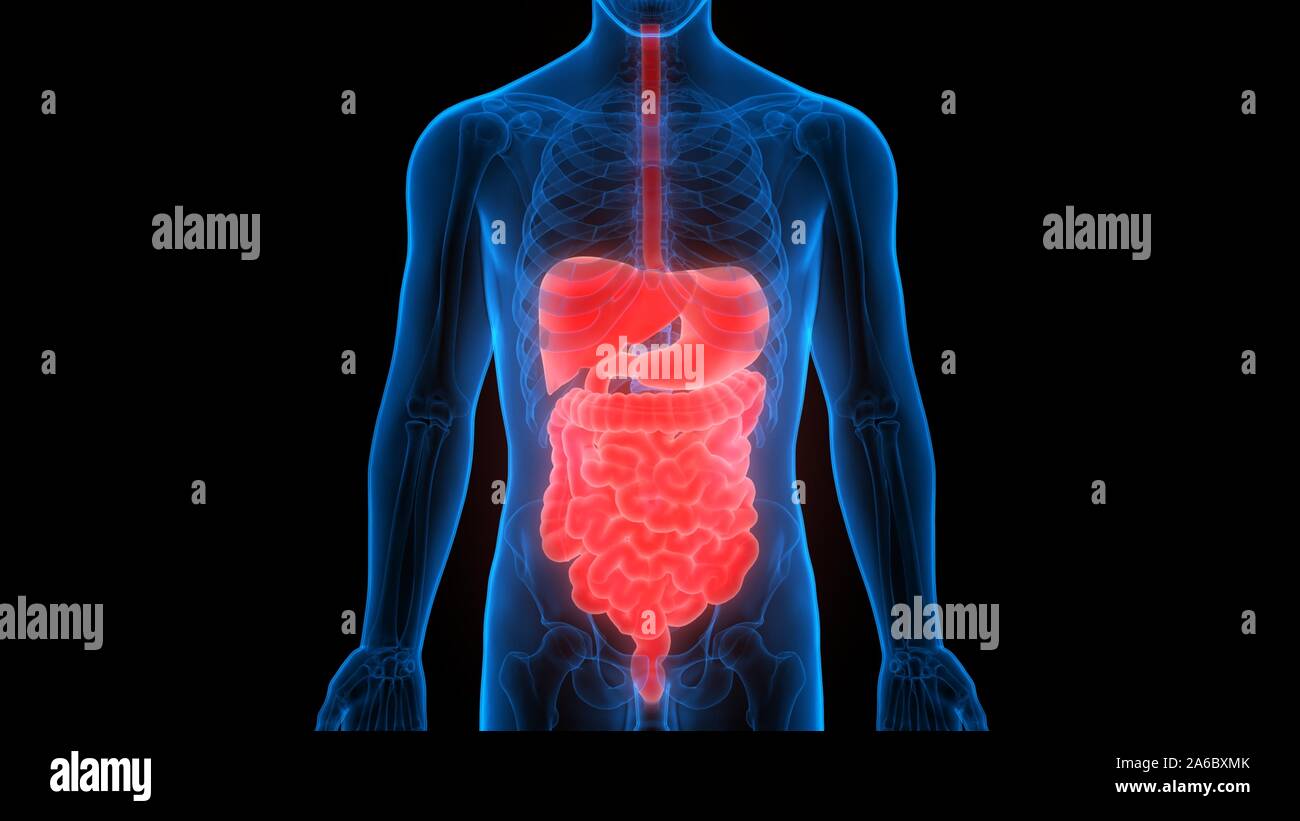 Human Internal Organs Digestive System Anatomy Stock Photo - Alamy