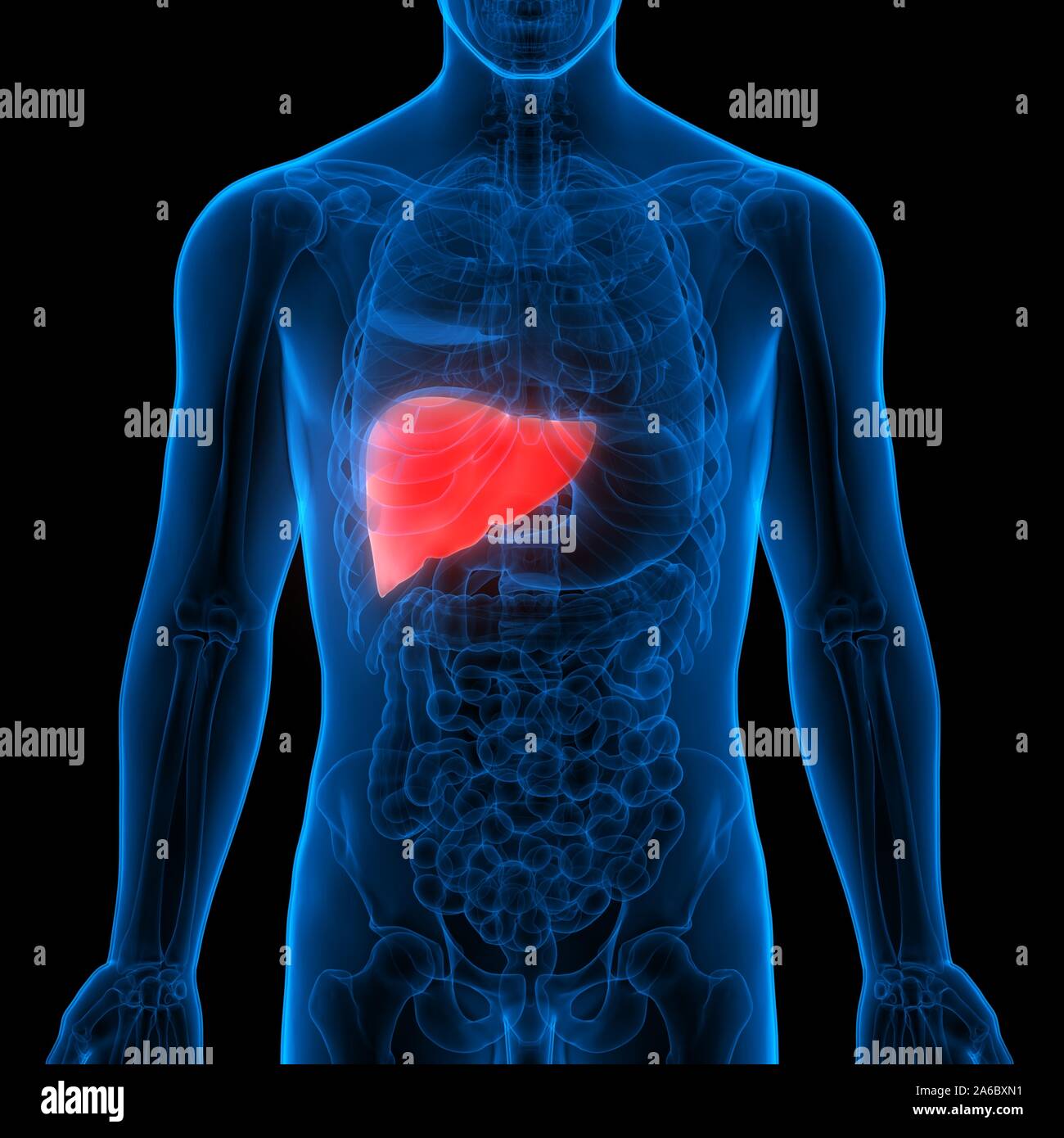 Human Internal Digestive Organ Liver Anatomy Stock Photo - Alamy