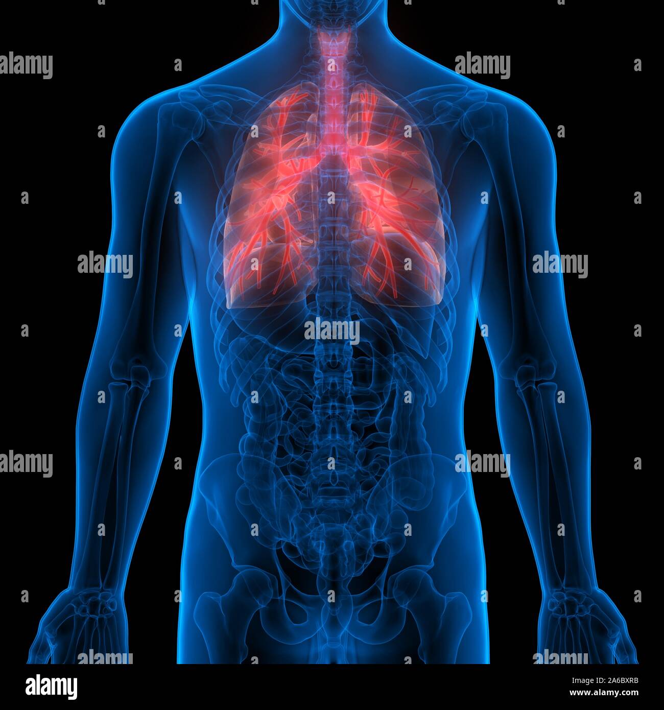 Human Respiratory System Lungs Anatomy Stock Photo - Alamy