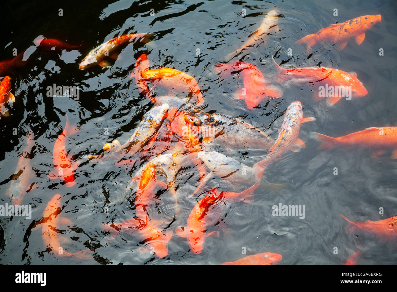 School of koi fish hi-res stock photography and images - Alamy
