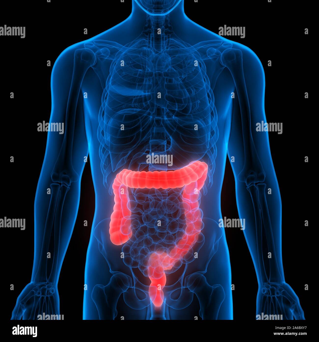 Human Internal Organs Digestive System Anatomy Stock Photo - Alamy