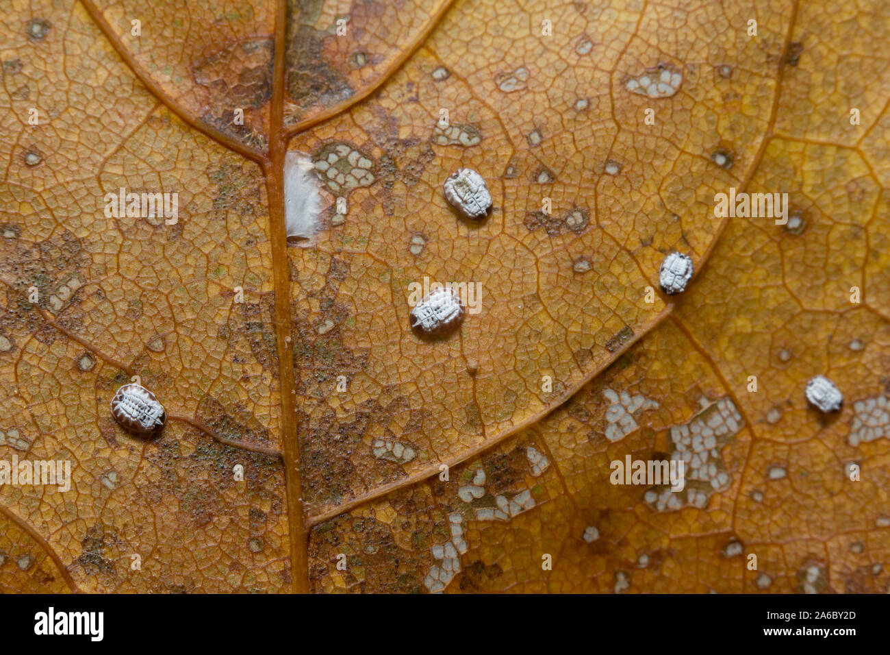 Pupa Shell High Resolution Stock Photography and Images - Alamy