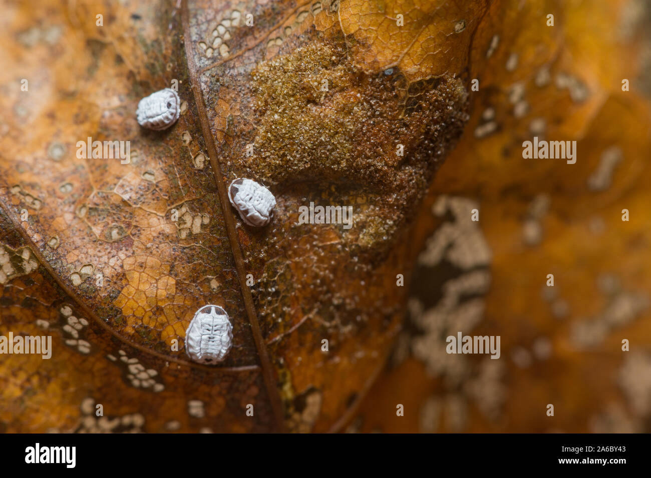 Pupa Shell High Resolution Stock Photography and Images - Alamy