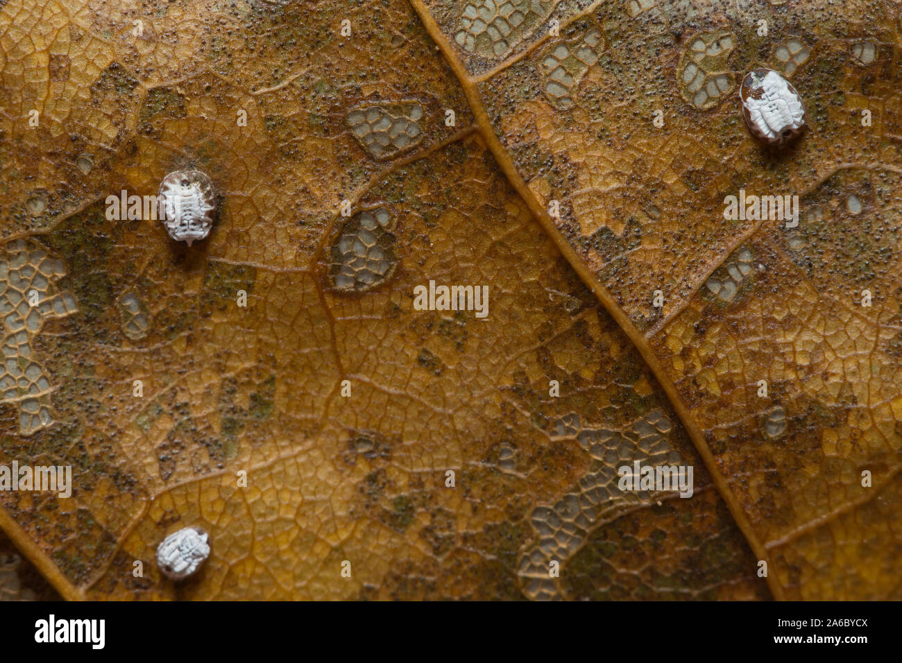 Hibernating whitefly pupa Stock Photo - Alamy