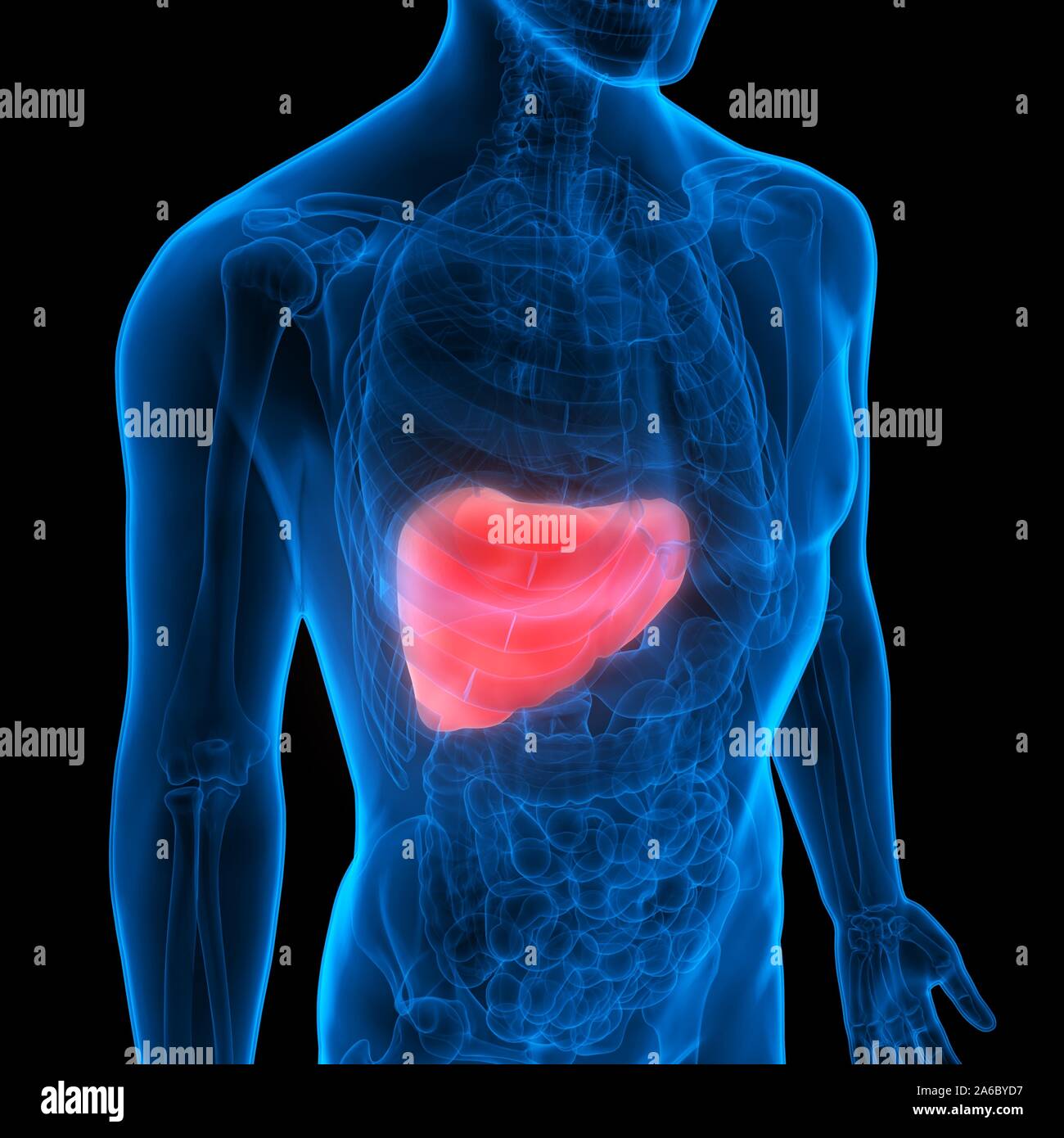 Human Internal Digestive Organ Liver Anatomy Stock Photo - Alamy