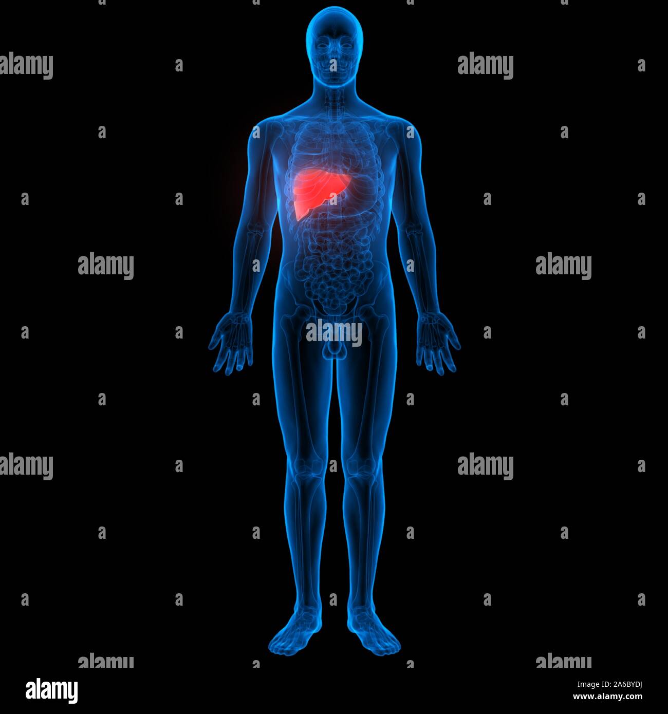 Human Internal Digestive Organ Liver Anatomy Stock Photo - Alamy